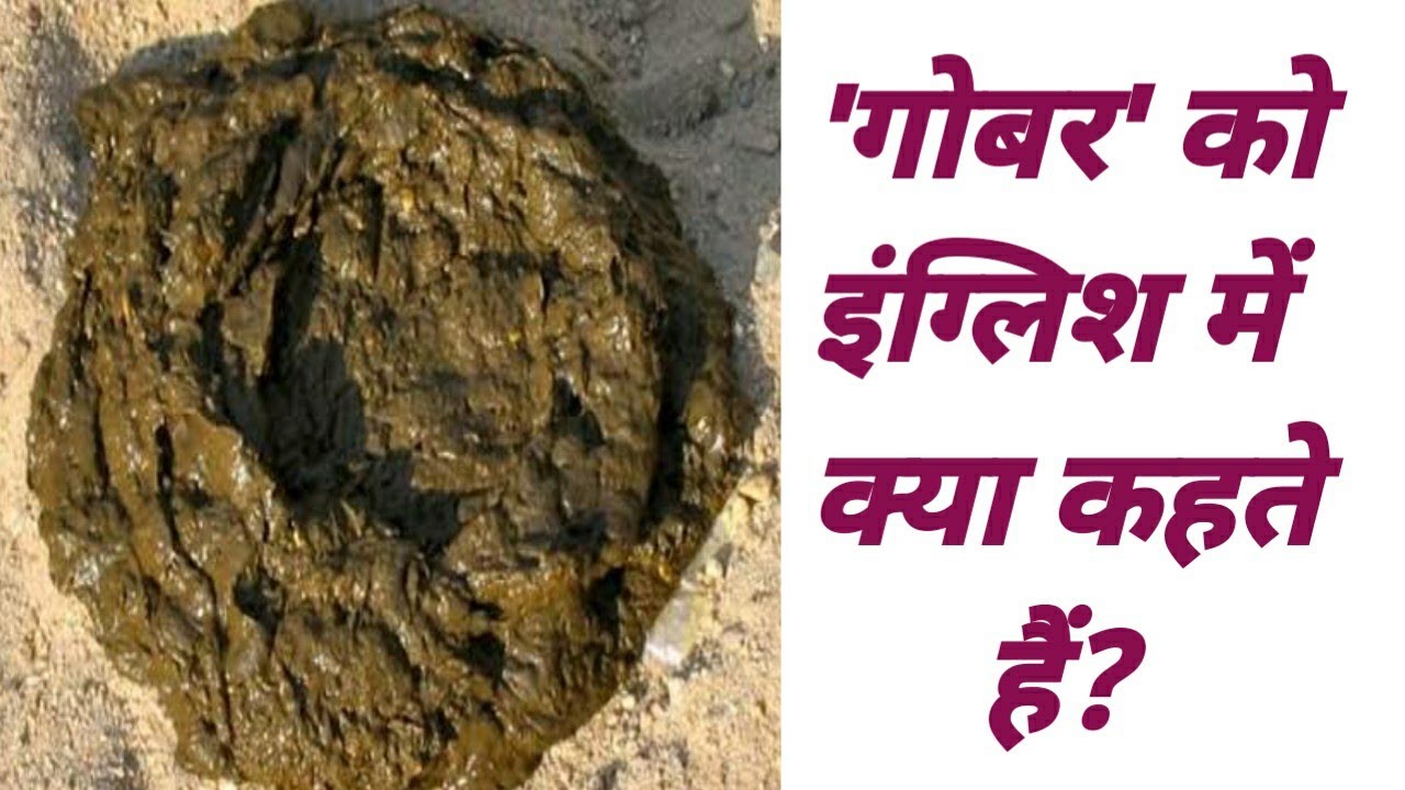 what is gobar called in english | गोबर को इंग्लिश में क्या कहते हैं ...