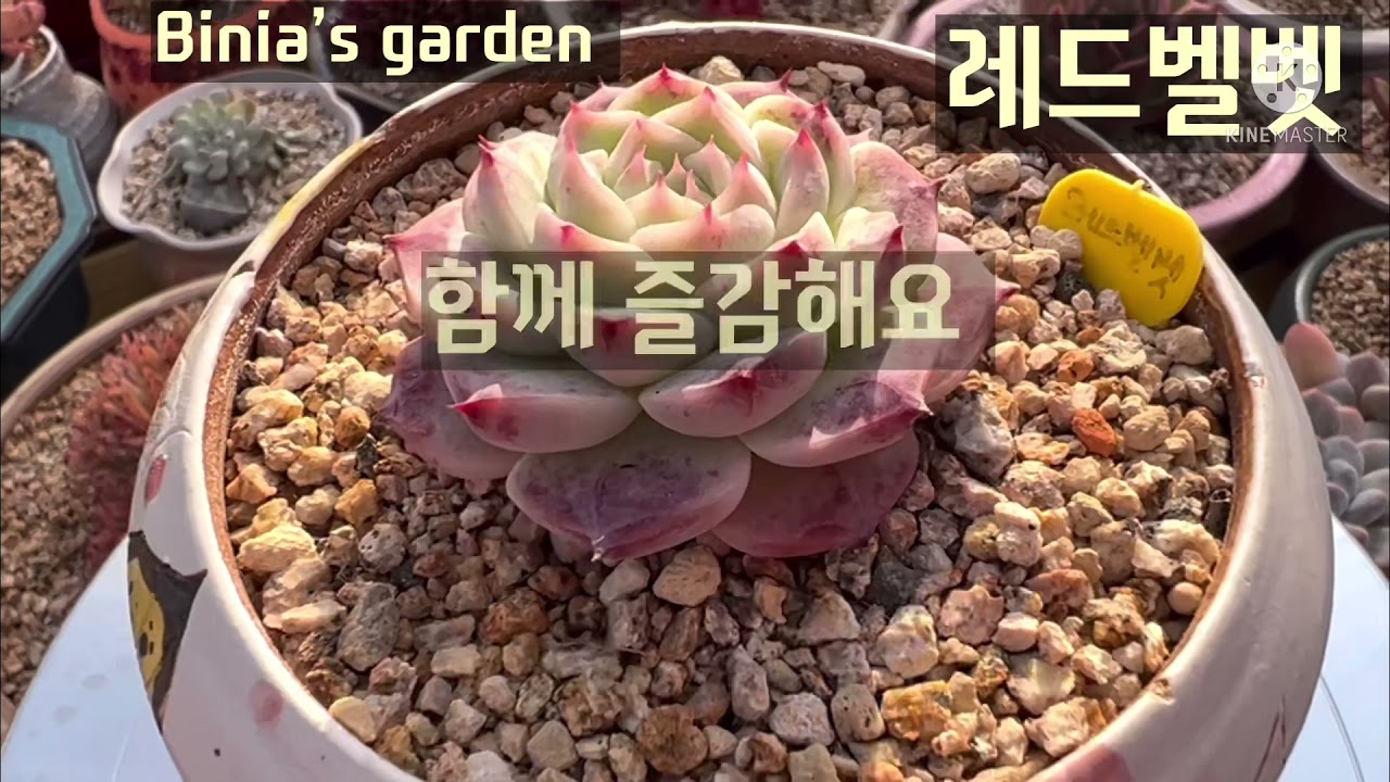 비니아 레드벨벳 에케베리아 에케베리아속 Succulents 다육식물 다육이 다육 취미생활 예쁜다육이 국민다육