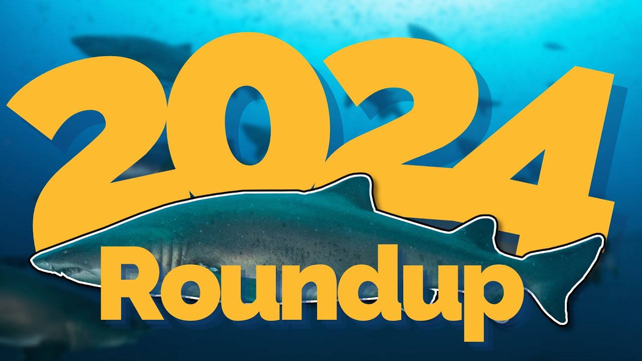 A Year of Action for Sharks: 2024 Recap - YouTube