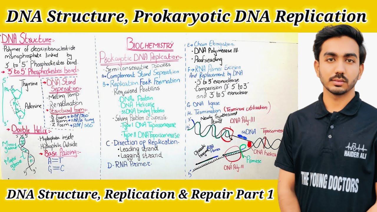 DNA Structure I Prokaryotic DNA Replication I DNA Replication In ...