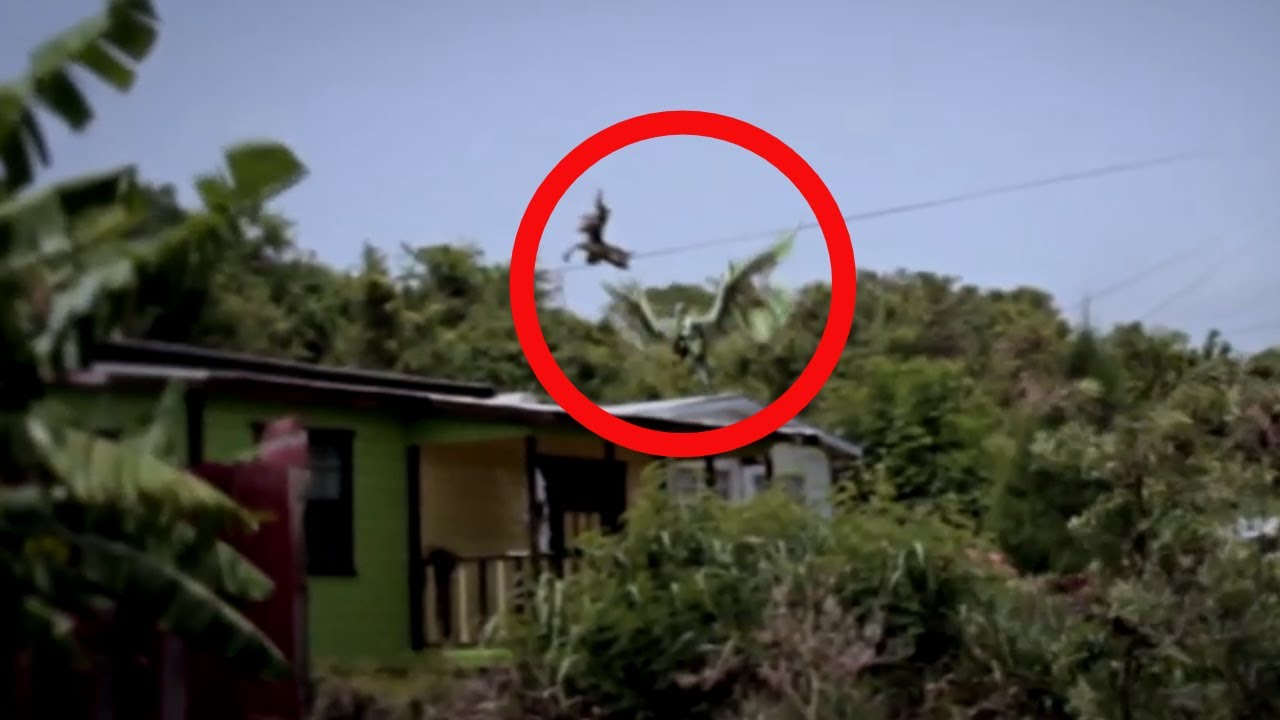 (VFX) CGI Dragons using adobe after effects and cinema 4d element 3d ...