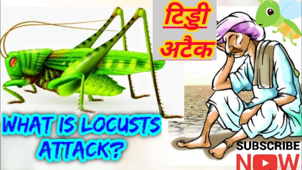 What is locusts attack?|Tiddi attack|Tiddi attack in India|locusts ...