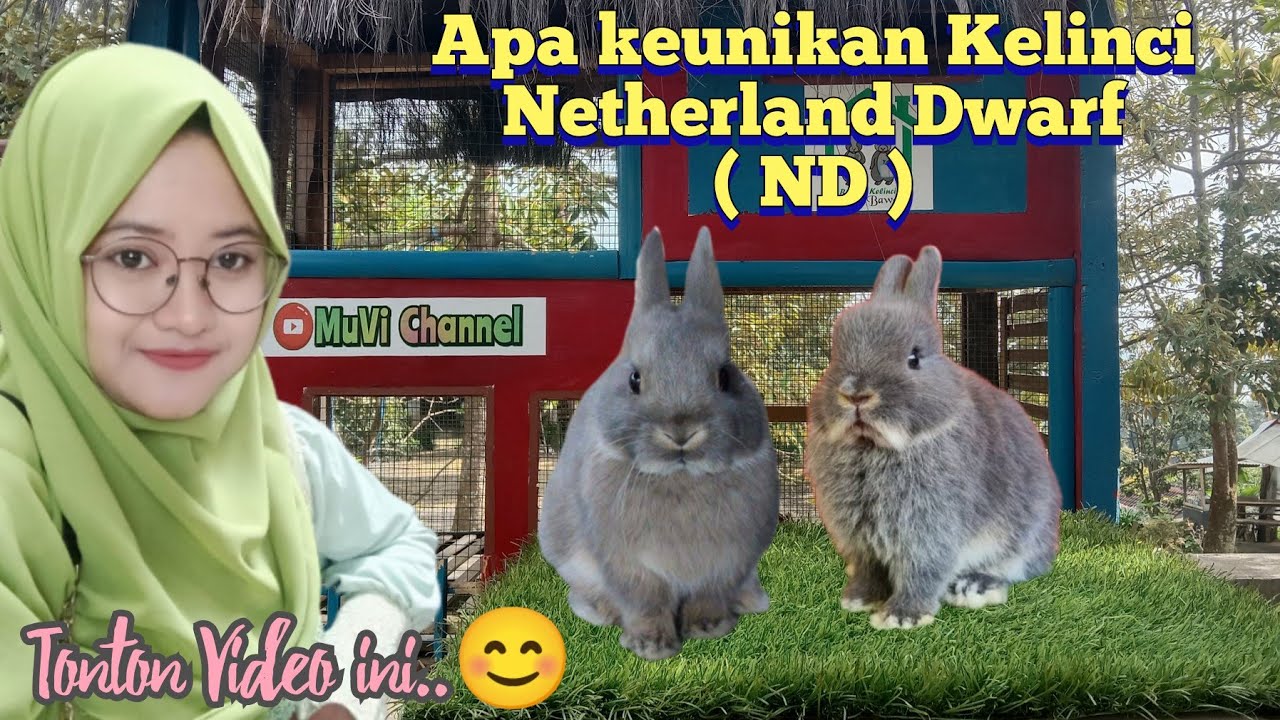 MENGENAL KELINCI NETHERLAND DWARF | NETHERLAND DWARF RABBIT - YouTube