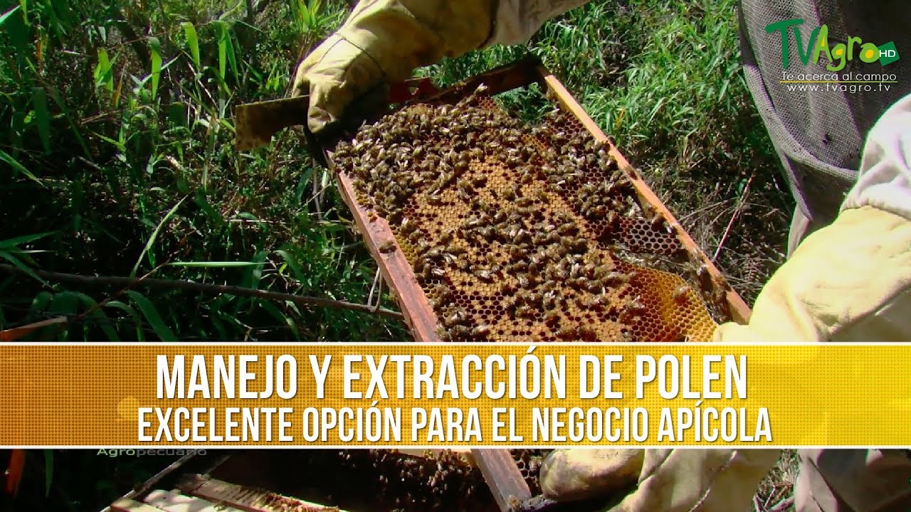 Como es el Manejo y Extraccion del Polen - TvAgro por Juan Gonzalo ...