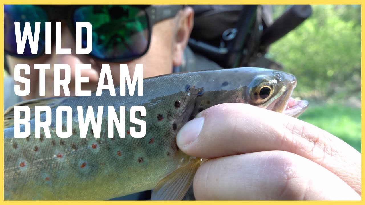 Wild Stream Trout | Driftless | Minnesota | Spring - YouTube
