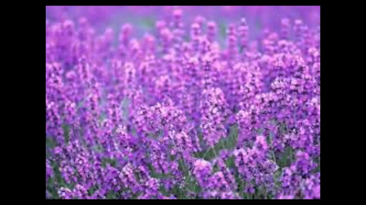 PURPLE MELODY - YouTube