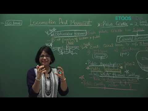 LECTURE 6 CLASS 11 CHAPTER 17 BIOLOGY (LOCOMOTION AND MOVEMENT)BY AA MAM - YouTube