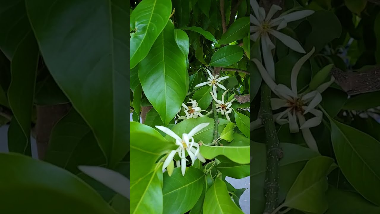 Michelia x Alba (Pak Lan) Magnolia x Alba: Evergreen Tree with Highly ...