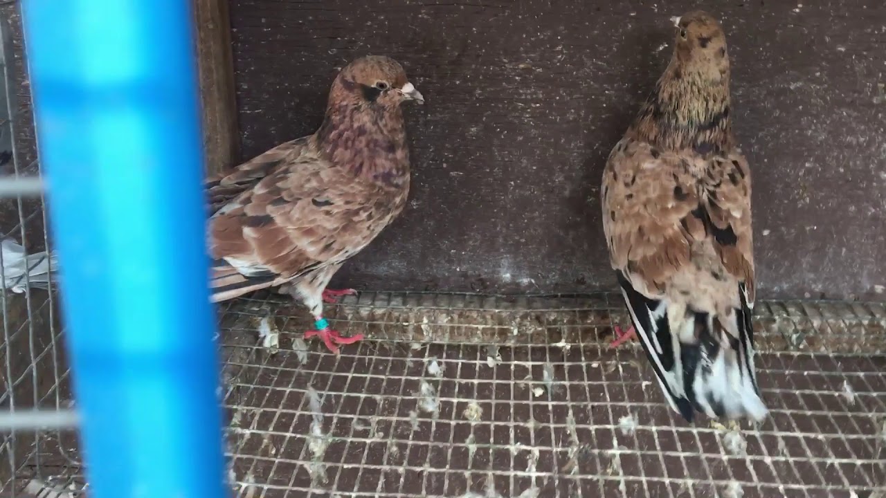 Pair of solid almond Birmingham roller pigeons - YouTube