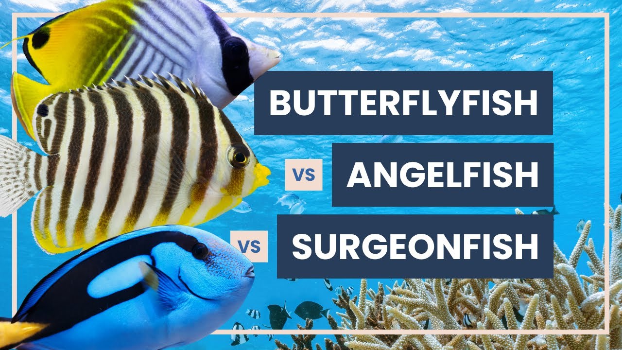 Distinguishing Butterflyfish, Angelfish, and Surgeonfish - YouTube