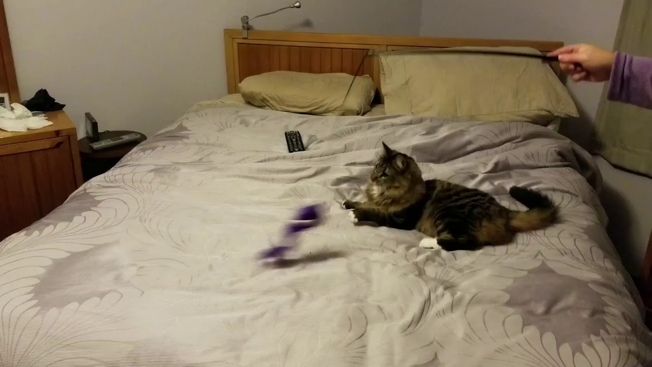 Cute cat playing some more with his fuzzy toy on the bed - YouTube