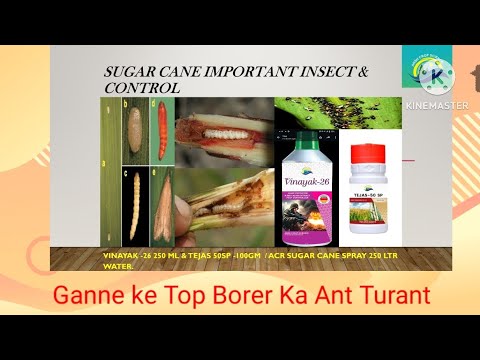 Ganne me Top Borer & Early Soot Borer ka Zad se Khatma.Ganne ki soondi ...