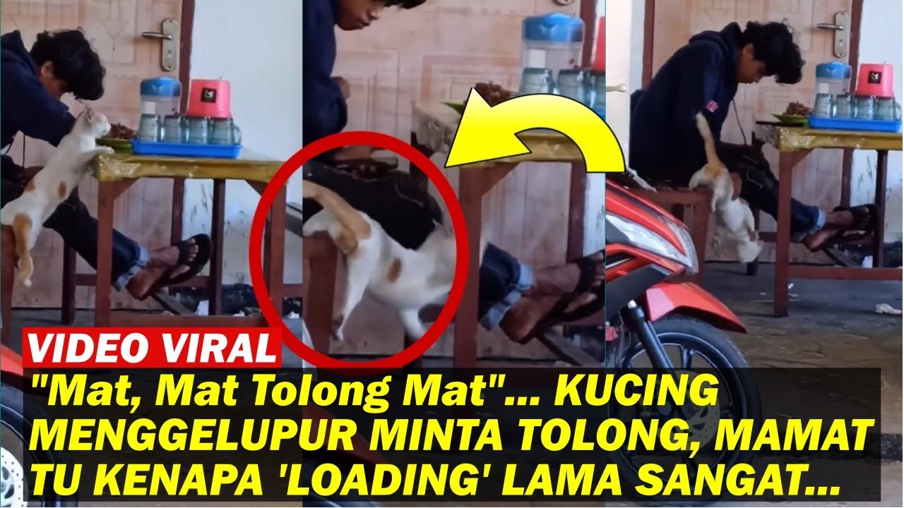 "Mat, Mat Tolong Mat"... KUCING MENGGELUPUR MINTA TOLONG, MAMAT TU ...