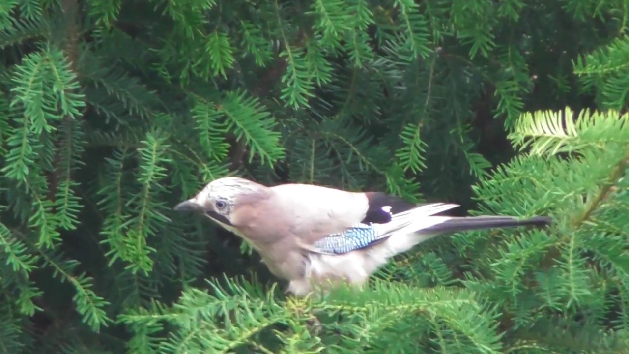 wildlife English jay bird finds nest site Cambridge UK 30jun17 1126a ...