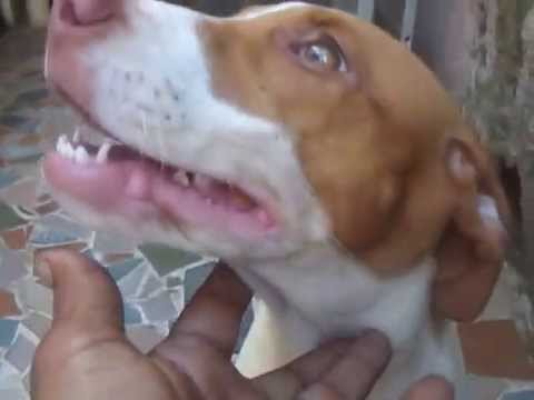 A linda  Shena completando 05 meses