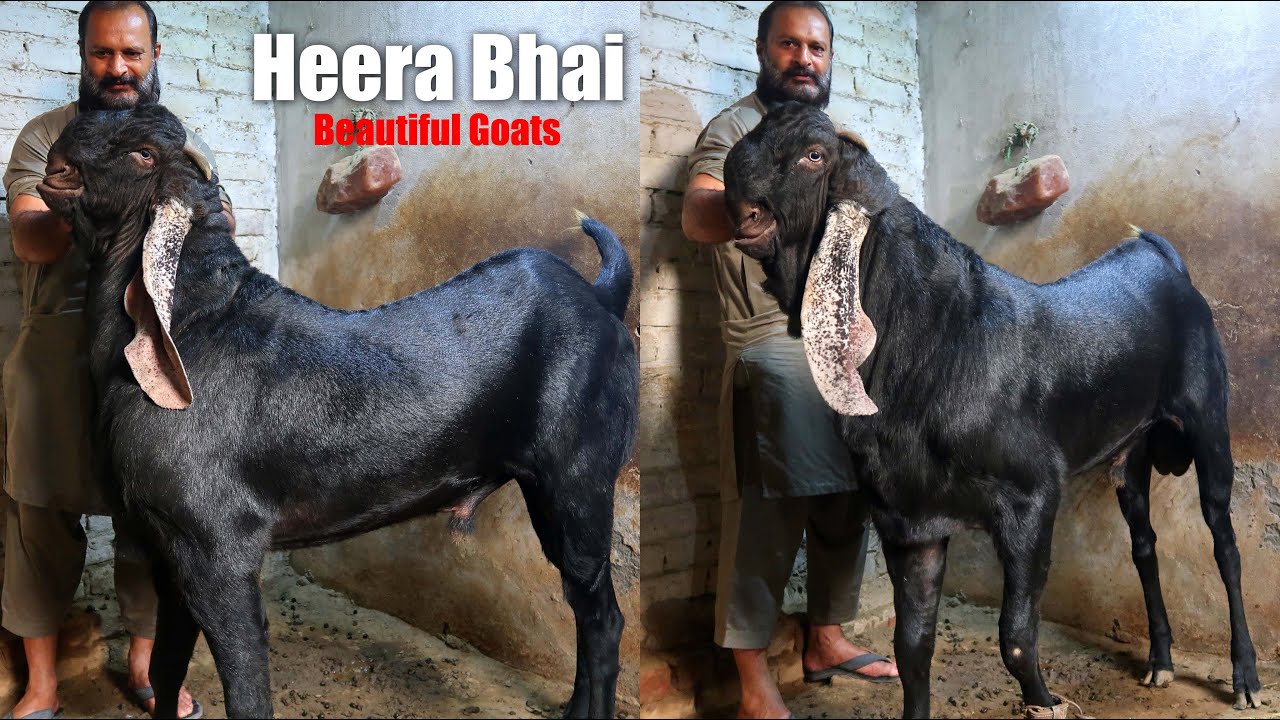 Amritsari & Jhangi Breeder Goats Of Heera Bhai Lahore 2022 - YouTube