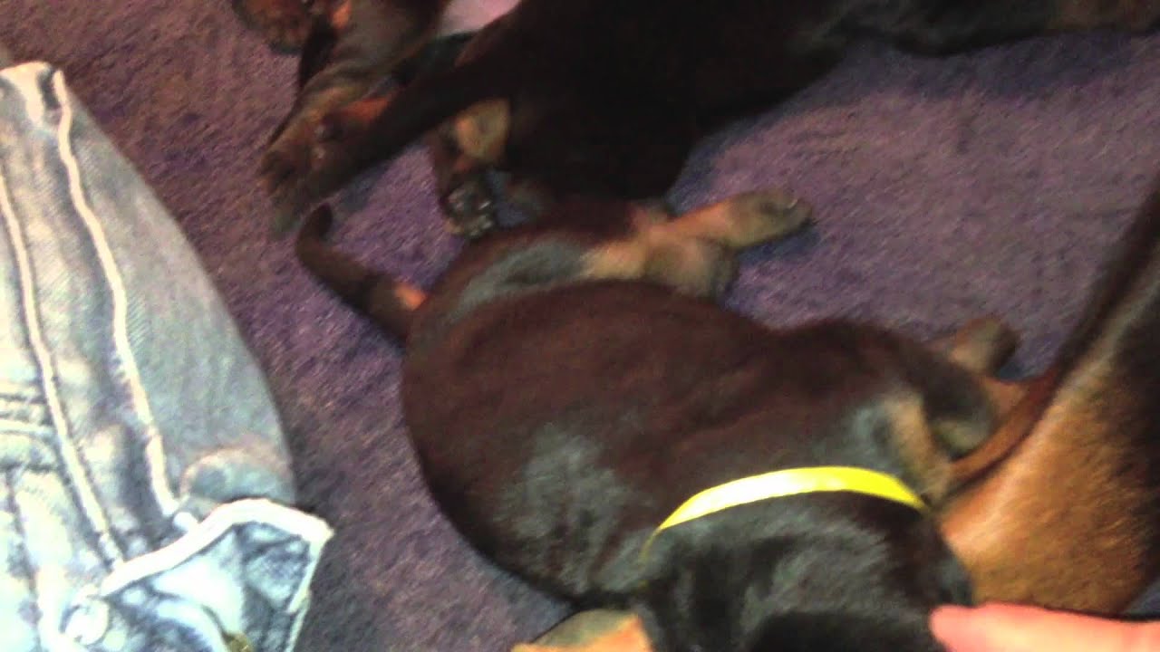 Welpe wackelt mit dem Beinchen - YouTube