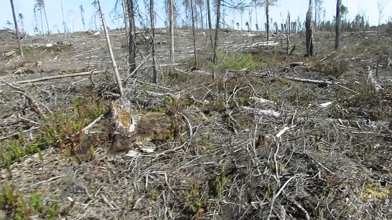 Very Sick Forest on Highway 17 to Manitoba - Across Canada Reports ...