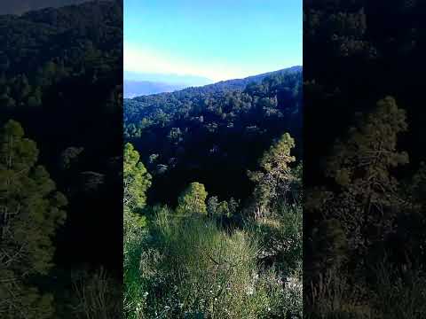 amazon forest is nothing in front of this forest |#shorts