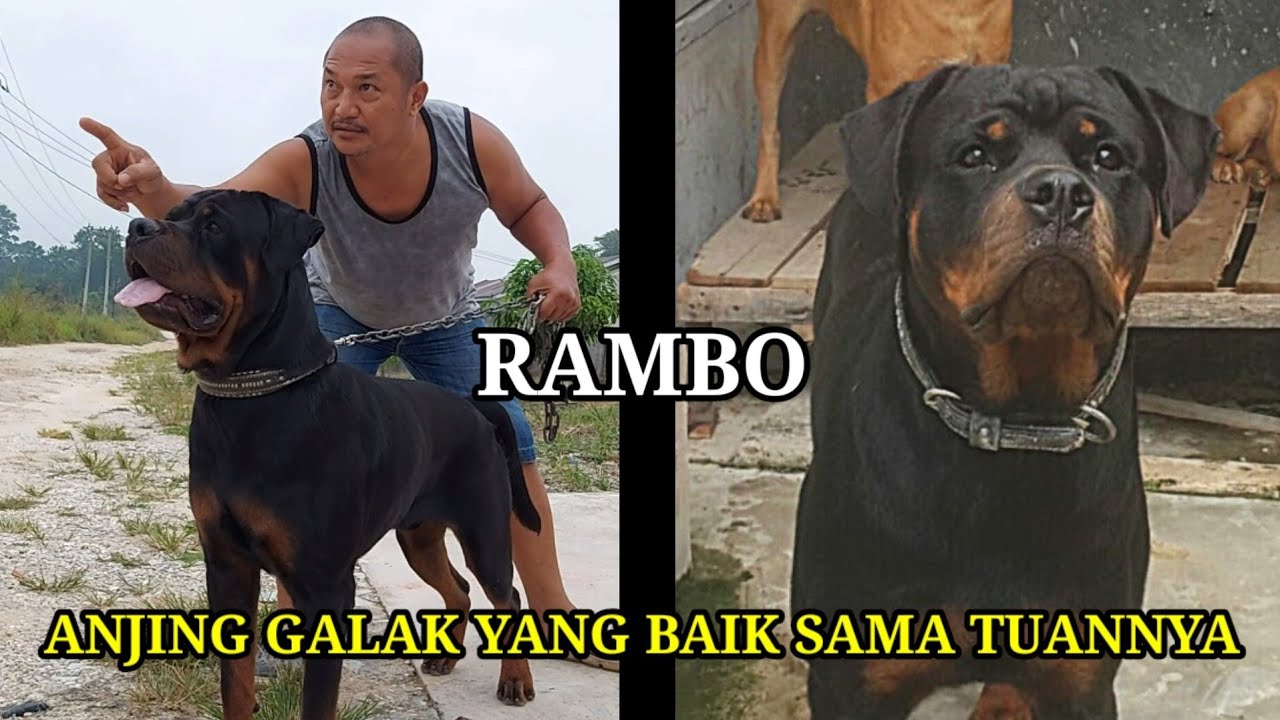 RAMBO, ANJING GALAK YANG BAIK SAMA TUANNYA | ROTTWEILER | ANJING ...