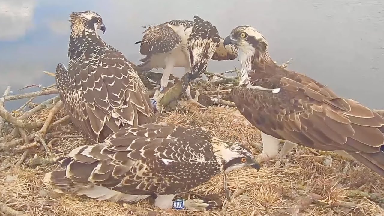 Tug of war on fish between two Osprey chicks | Rutland Osprey | Jul 3 ...