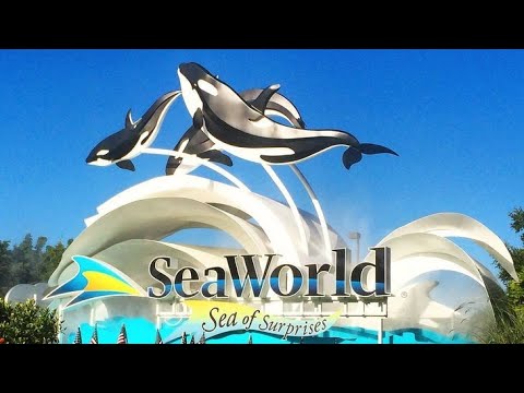 SeaWorld Dolphin Show|SeaWorld Entertainment|SeaWorld Full Tour| - YouTube
