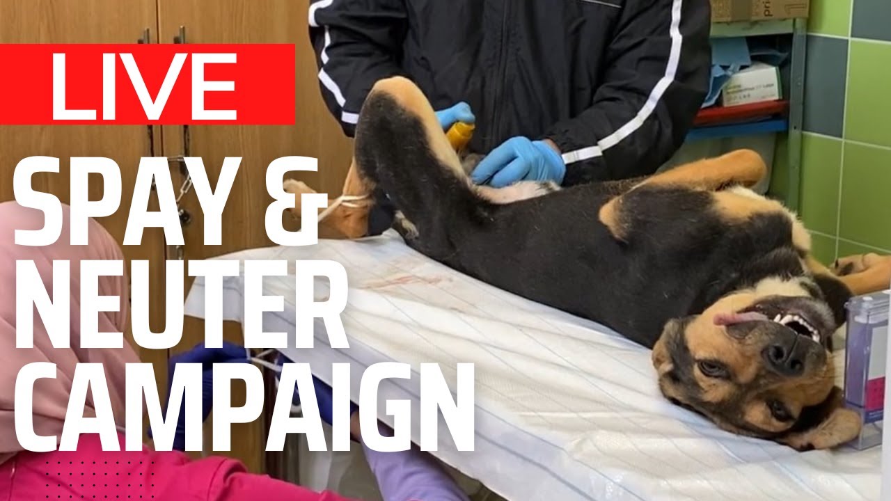 LIVE - Spay & Neuter Campaign from Romania - YouTube