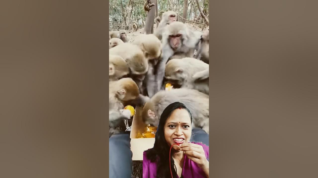 #monkey - YouTube