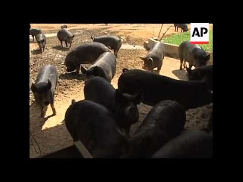 Japan's most prized pigs have links to 17th century England - YouTube