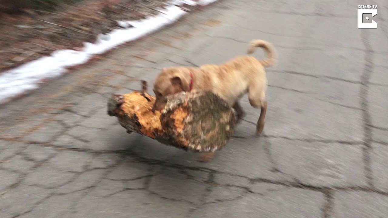 Dog Carries Huge Tree Trunk In Mouth - YouTube