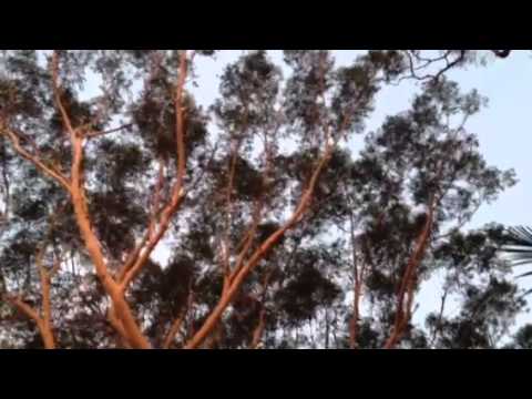 Australian bush sounds - YouTube
