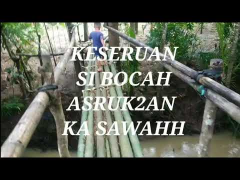 Keseruan bocah bocah di sawah (babut) sampe terguling ke sawah
