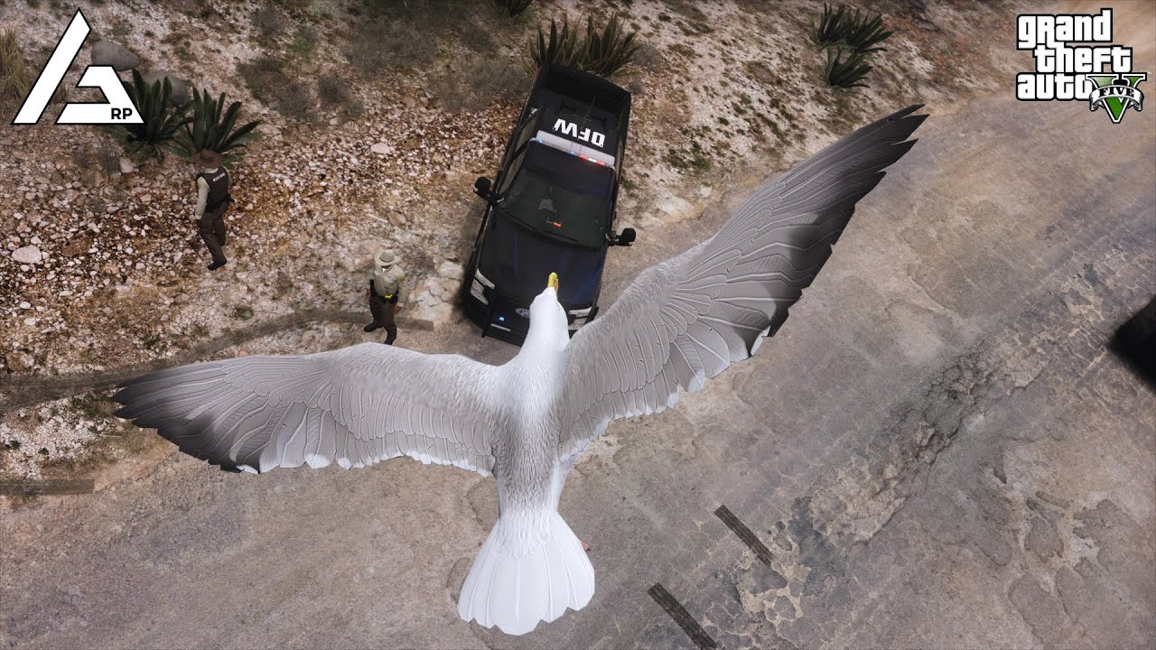 GTA 5 Roleplay - ARP - #916 - Bird Brained Adventures. - YouTube