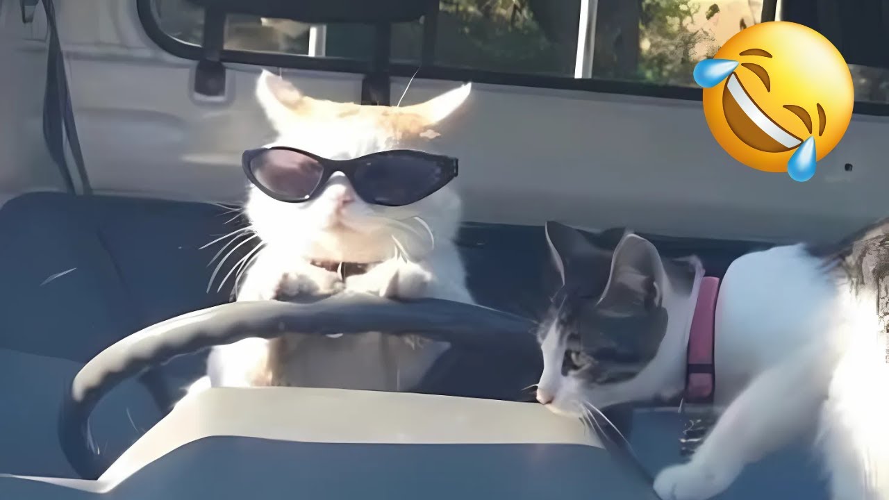When You Let Your Cat Drive and Now You Regret It | Funny Cat Video😂😸 ...