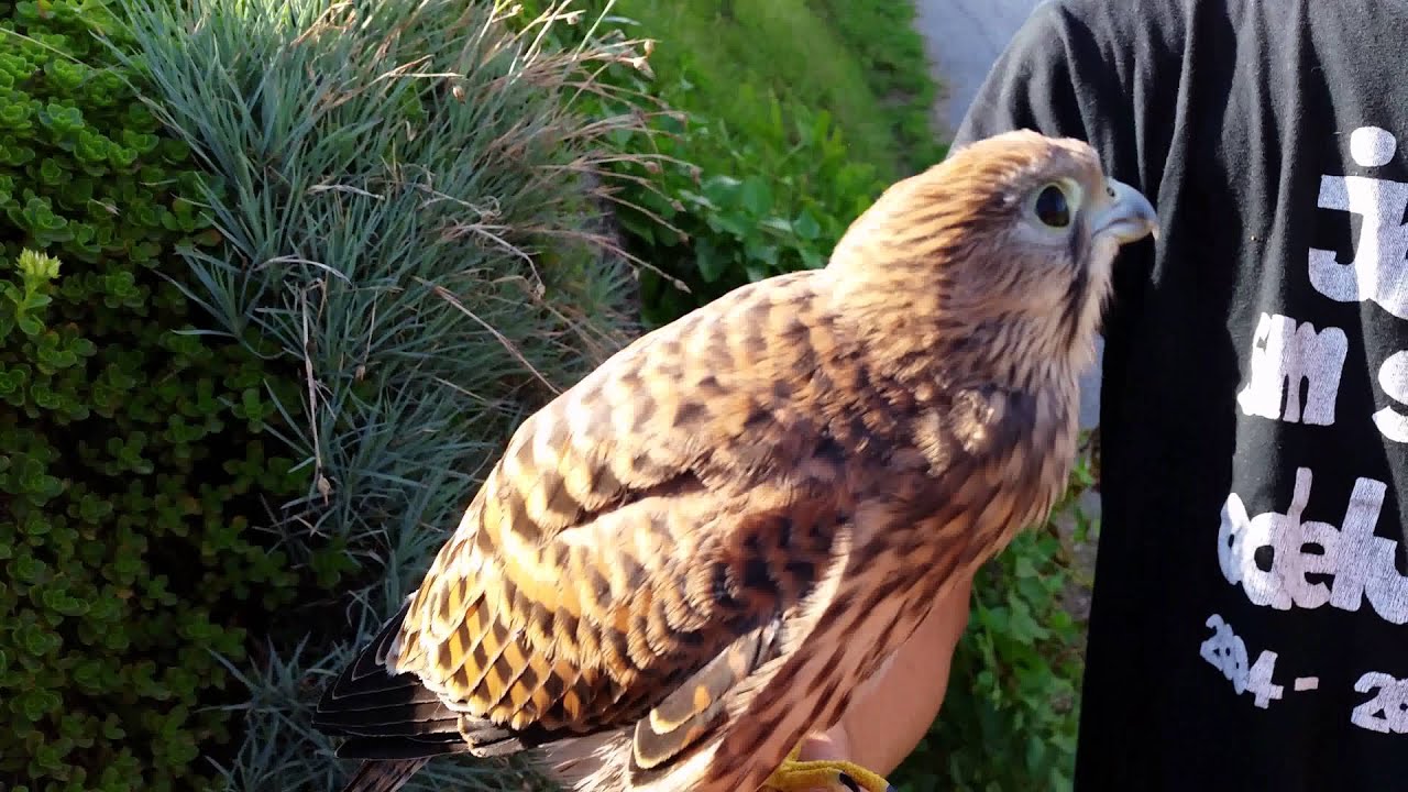 Baby Buzzard, Kanja in Slovenia., Bela krajina - YouTube