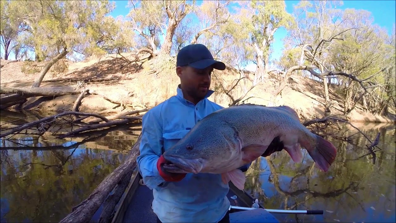 Solid River Murray Cod On Homemade Spinnerbaits - YouTube