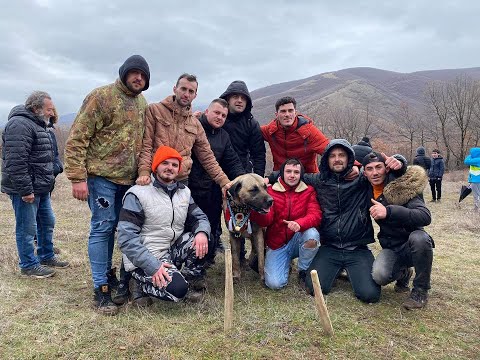 TÜRK ÇOBAN KÖPEKLERİ İLE YURTDIŞINDAKİ ALABAİLER VE VOLKADOVLARIN KARŞILAŞTIRMASI