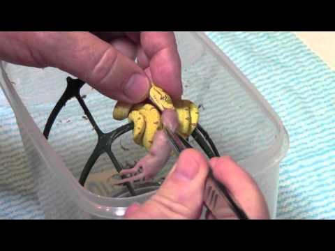 Feeding juvenile green tree pythons - YouTube