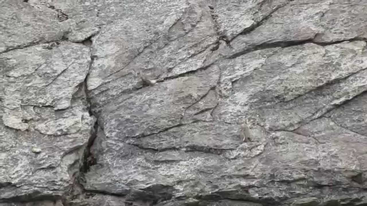 Himalayan Snowcock in the Ruby Mountains, Nevada. - YouTube