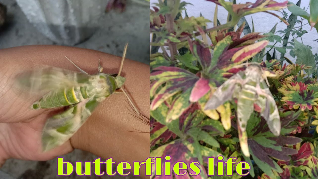 The Cyrcle Of Life Of A Butterfly | How To Grow Caterpillar To ...