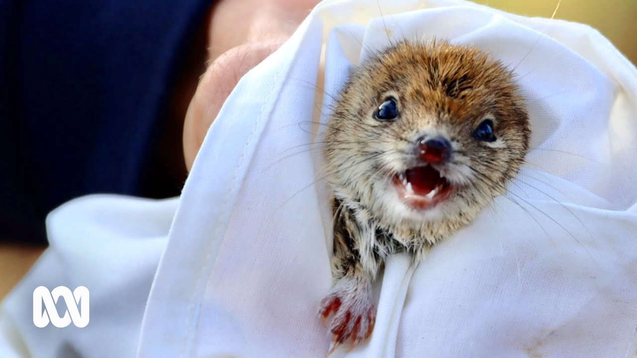 Saving the mulgara, the cutest Australian animal you've never heard of ...