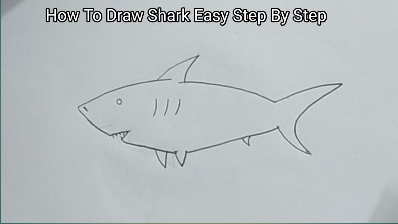 How To Draw Shark Step By Step l Shark l Shark Drawing l ছবি আঁকা শেখা ...