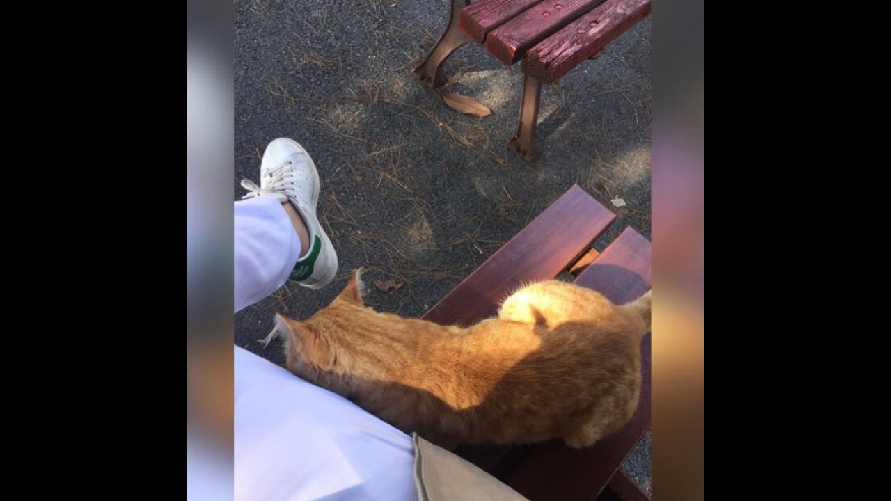 mêvv Canlı Yayını - YouTube