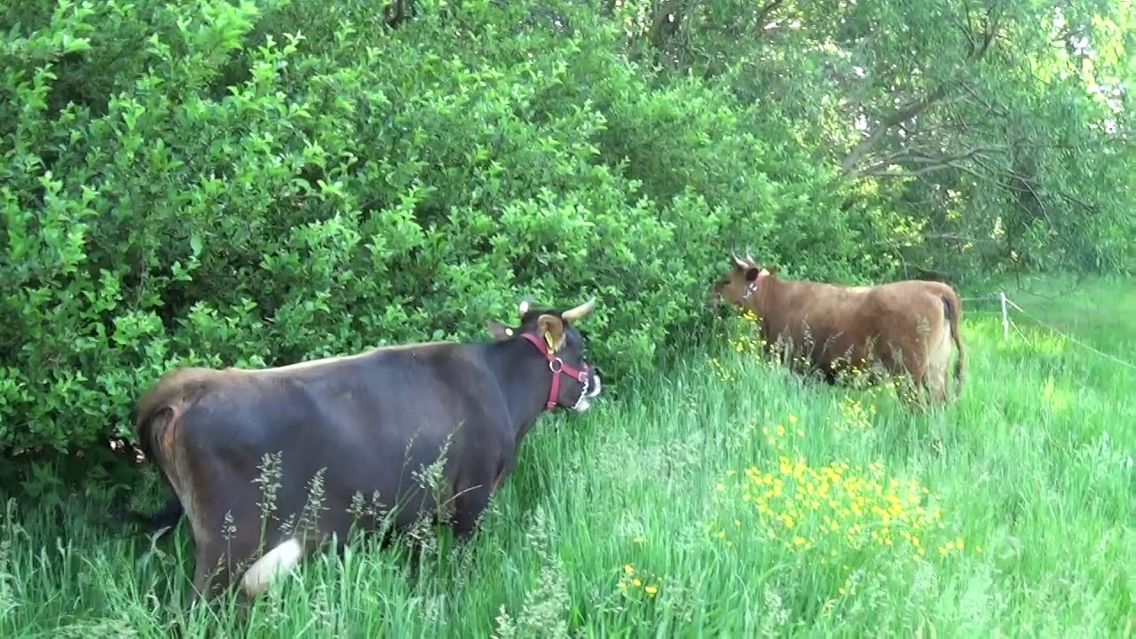 Tall Grass Grazing - healing the land - YouTube