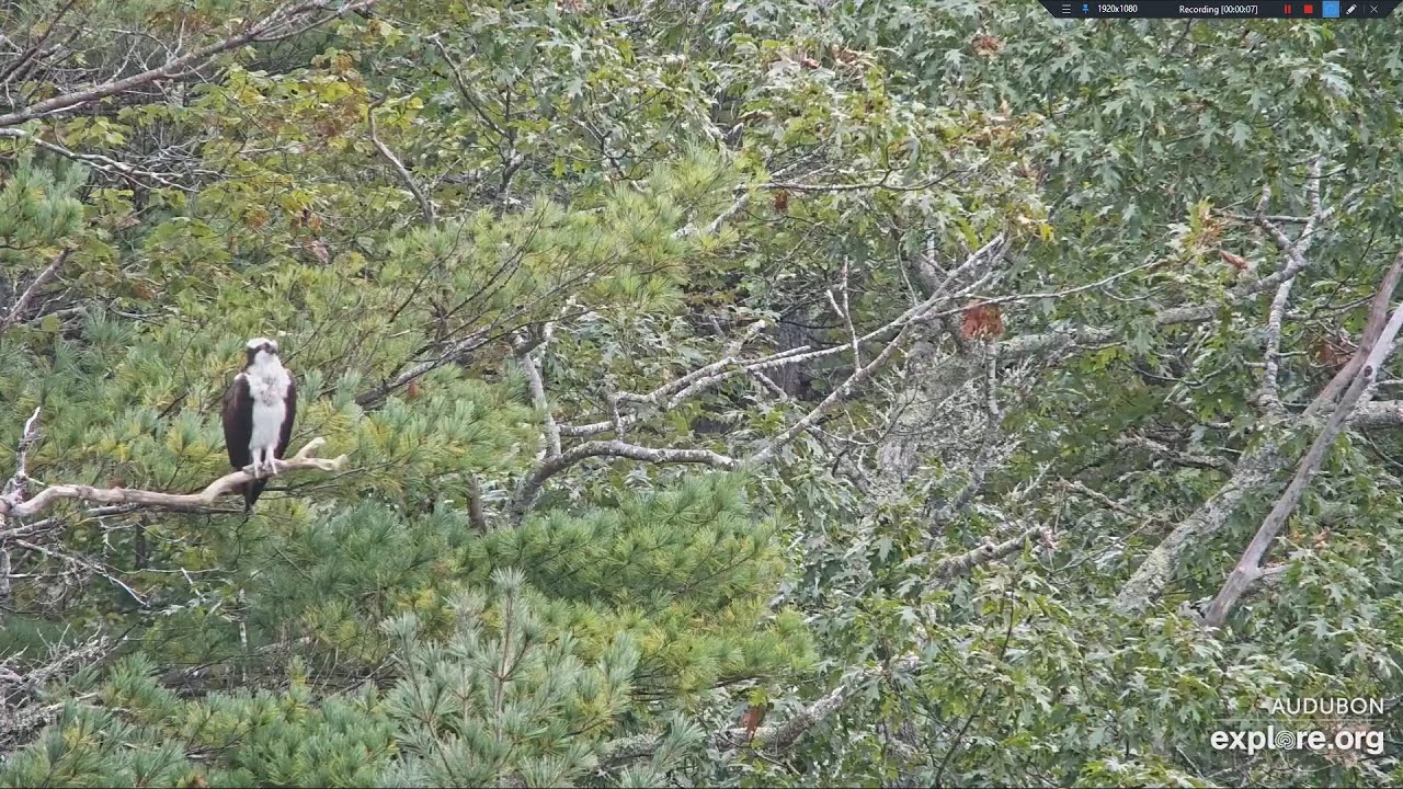 Dory and Skiff (later) in the Roosting Trees - Audubon Boathouse Nest ...
