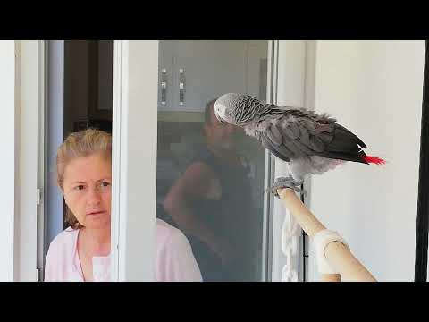 EN GÜZEL KONUŞAN PAPAĞAN ÇAKILIMIN ARTIK HERGÜN VİDEOSU OLACAK,İYİCE AÇILDI