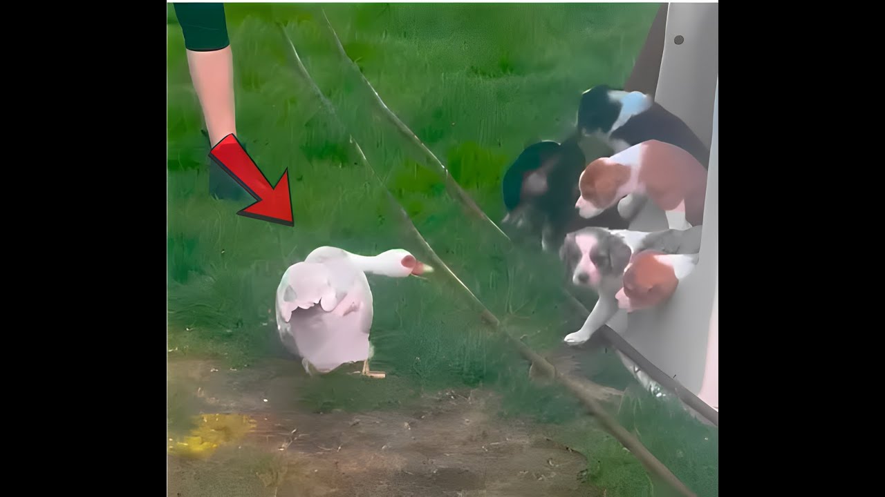 disabled duck 'nobody wanted' finds her purpose and can't contain her ...