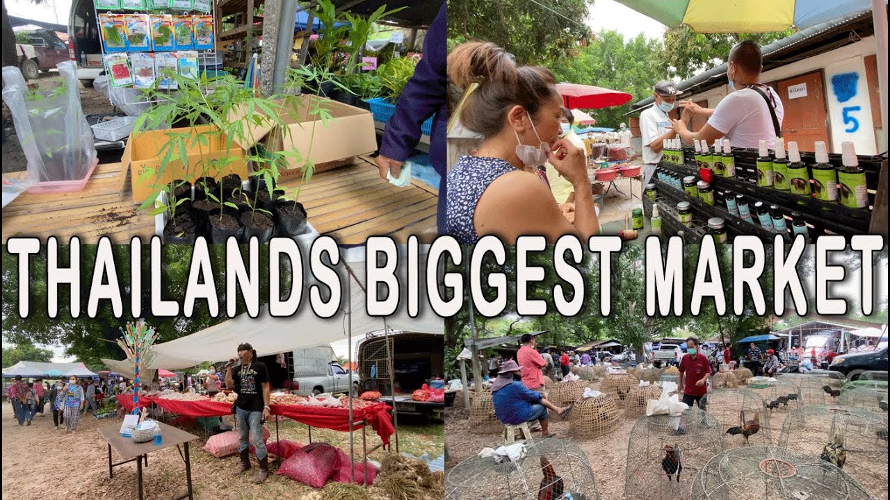 Thailands Largest Open Air Market in San Patong Chiang Mai - YouTube