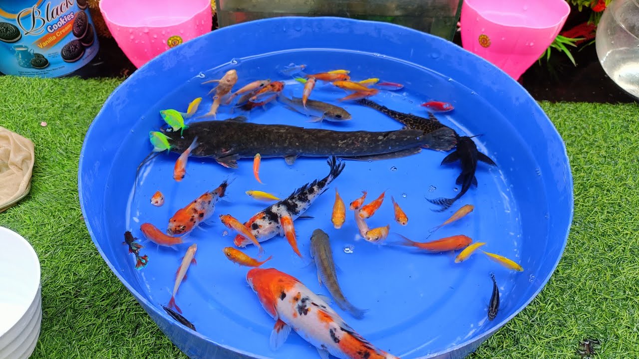 The Incredible Catch Colorful Aquarium Fish In Small Pond, Dragon Guppy ...