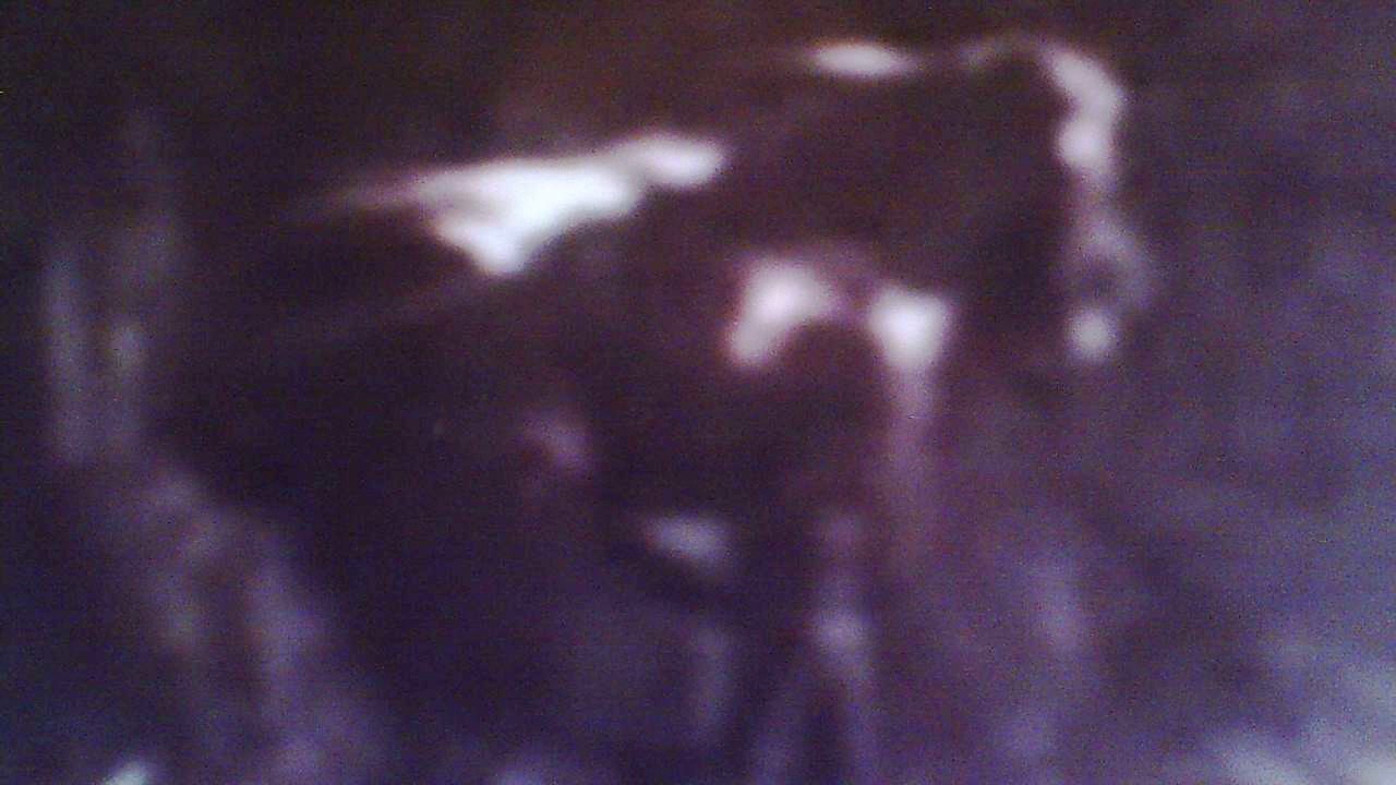 Interesting Image of Bigfoot or Dogman on trail cam - YouTube